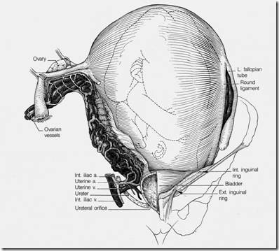INFORMASI REPRODUKSI: GENITALIA INTERNA WANITA